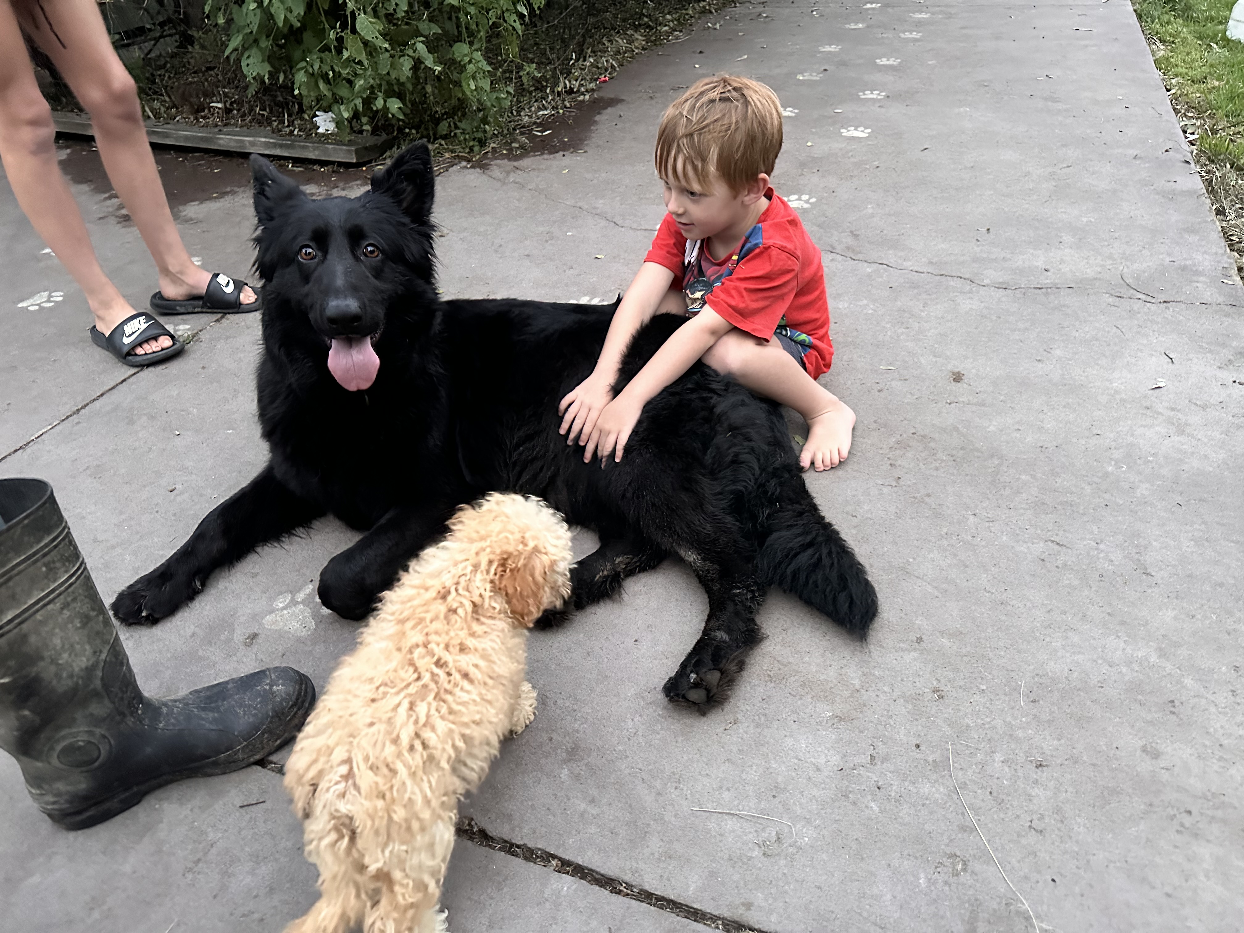 Fluffy | Vomsirius German Shepherds